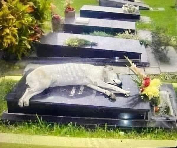 EL EXTRAORDINARIO AMOR DE UN PERRO (HECHOS REALES)